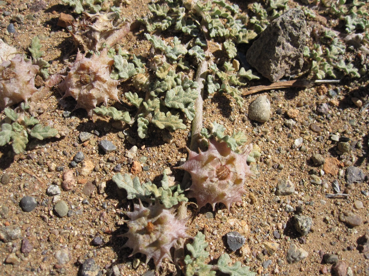 Neurada procumbens | Plants Wiki | Fandom