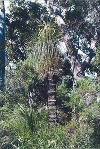 Kingia australis | Plants Wiki | Fandom