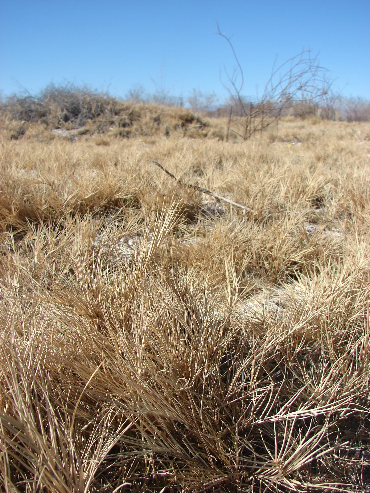 Distichlis | Plants Wiki | Fandom