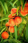 Heavenly Peach | Plants vs. Zombies Wiki | Fandom