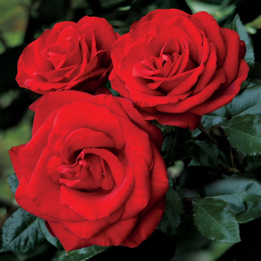 Rose | Plants vs. Zombies Wiki | Fandom