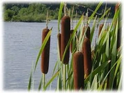 Lightning Reed | Plants vs. Zombies Wiki | Fandom