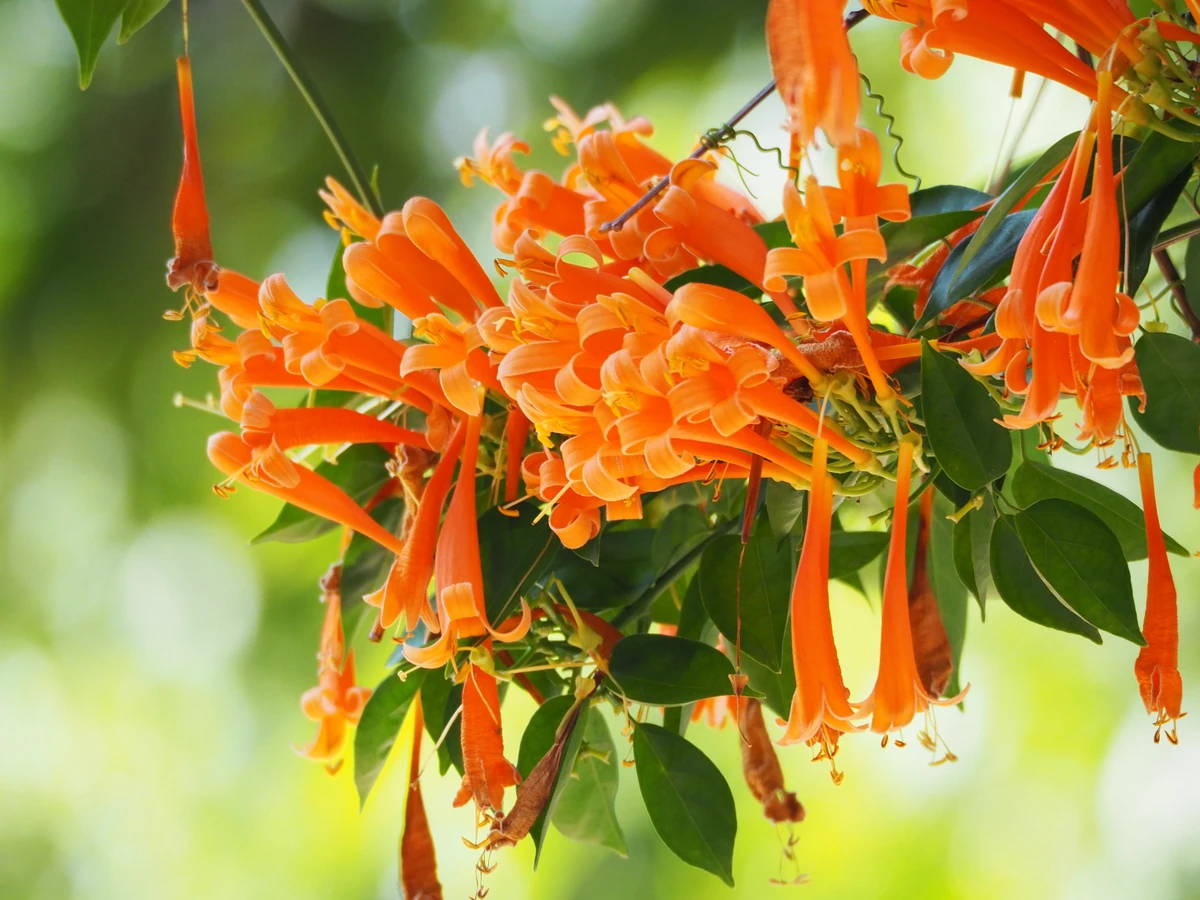 Pyre Vine | Plants vs. Zombies Wiki | Fandom