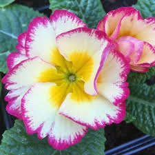 Grimrose | Plants vs. Zombies Wiki | Fandom