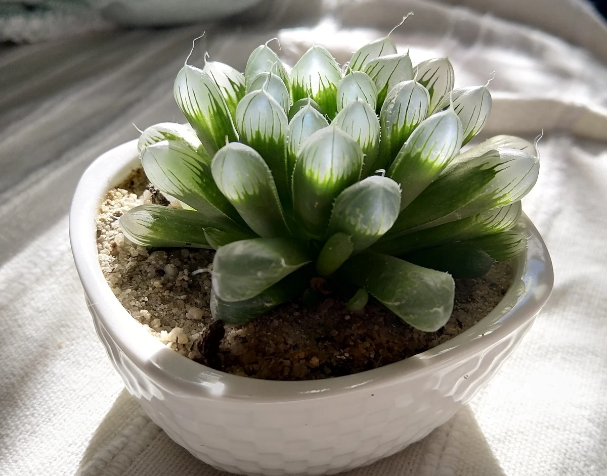 Bud'uh Boom | Plants vs. Zombies Wiki | Fandom