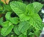 Enlighten-mint | Plants vs. Zombies Wiki | Fandom