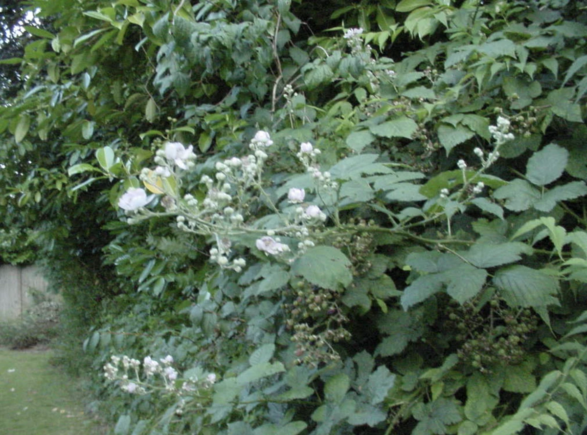 Bramble Bush | Plants vs. Zombies Wiki | Fandom