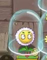 Chrysanthemum line | Plants vs. Zombies Wiki | Fandom