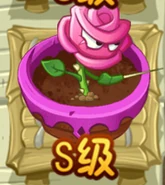 Rose line | Plants vs. Zombies Wiki | Fandom