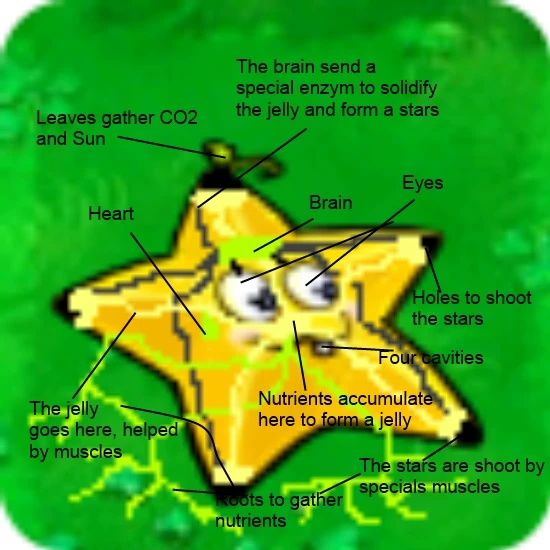 Parts Of A Star Fruit
