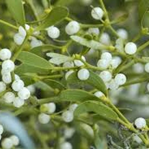 Mistletoe Plant
