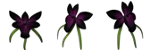 Nox | Plant Tycoon Wiki | Fandom