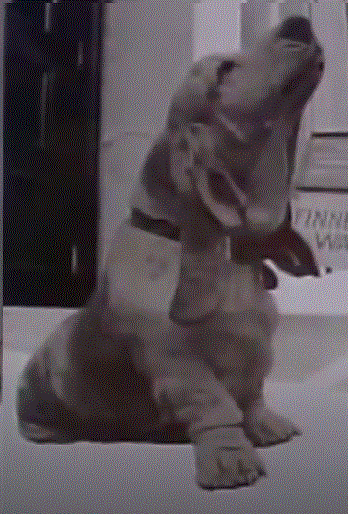 Stone Cold Dog | Plasma Temple Wiki | Fandom