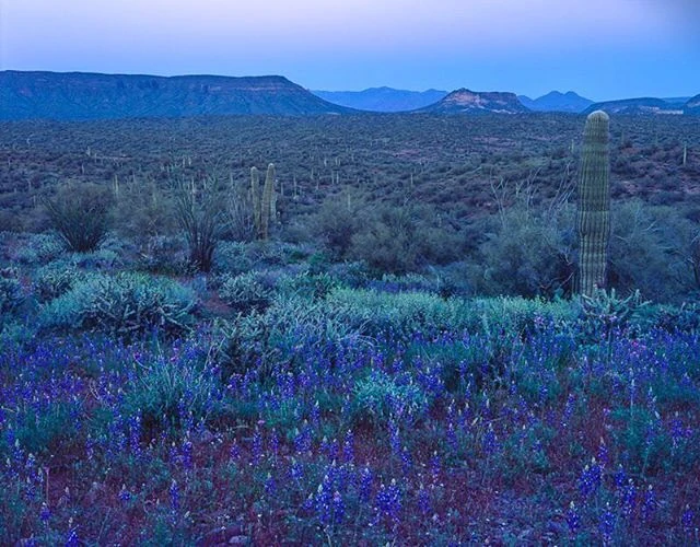 Blue Dawn | Plasma Temple Wiki | Fandom