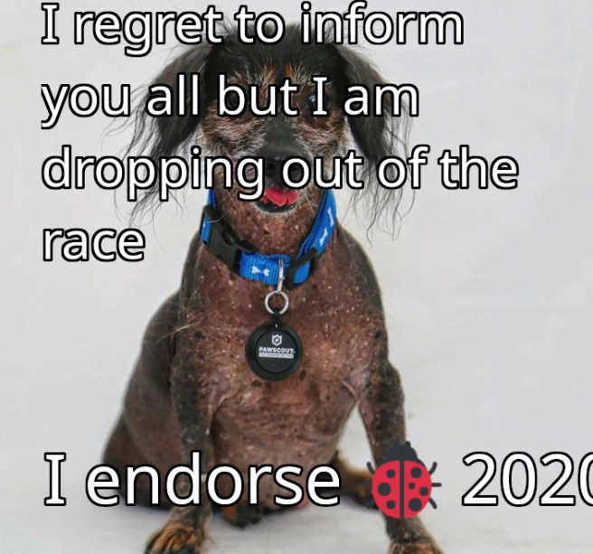 Dog | Plasma Temple Wiki | Fandom