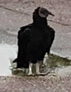 The Blackest Bird | Plasma Temple Wiki | Fandom