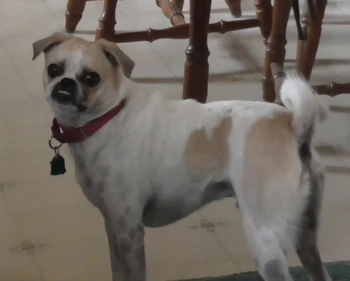 Dukey | PlasmaMasterDon Wiki | Fandom