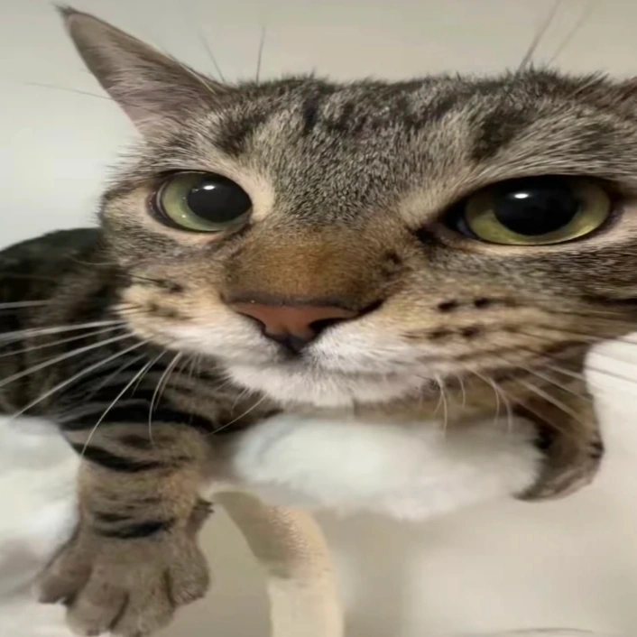 FreX | Plated Wiki | Fandom