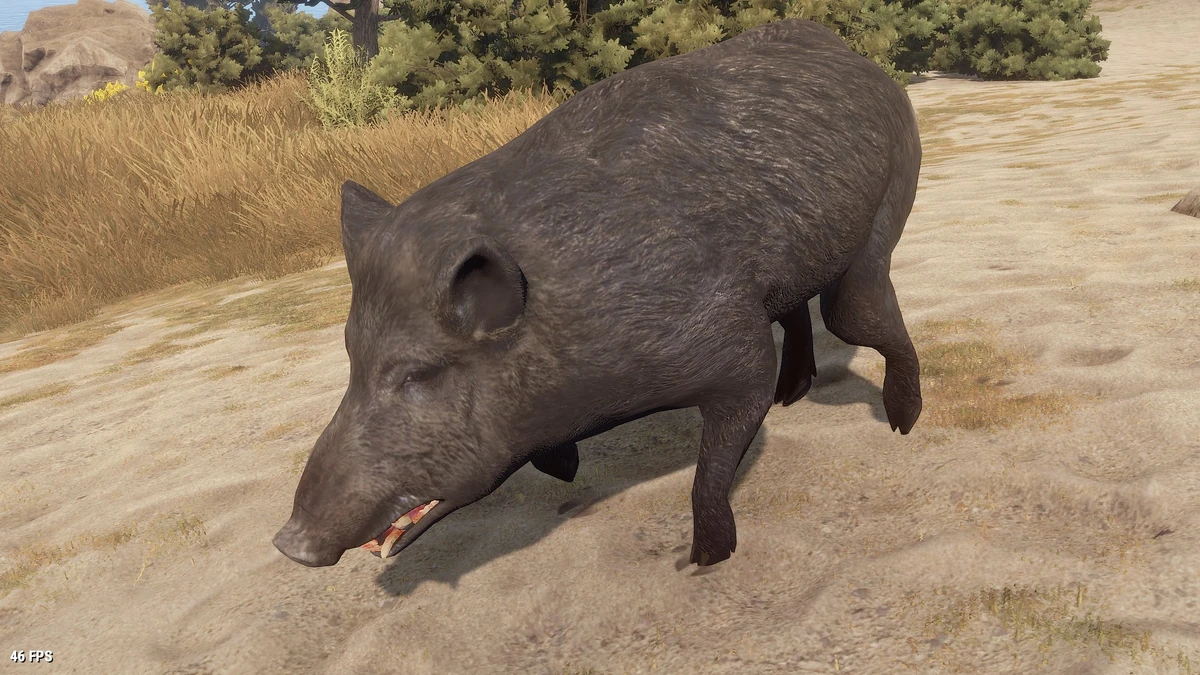 Boar | Rust Wiki | Fandom
