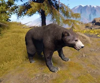Bear | Rust Wiki | Fandom