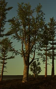 Tree | Rust Wiki | Fandom