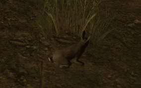 Кролик | Play Rust Вики | Fandom