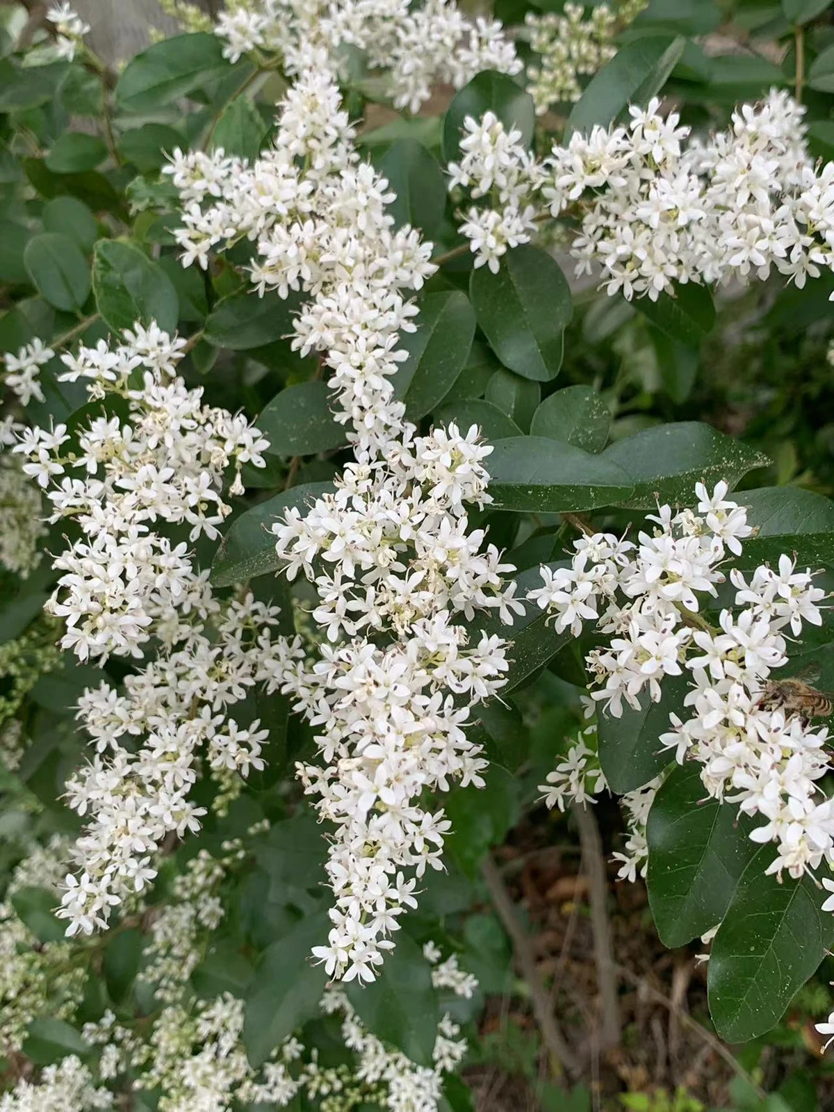 Wistful Thinking | A Plethora of Fantasy Wiki | Fandom