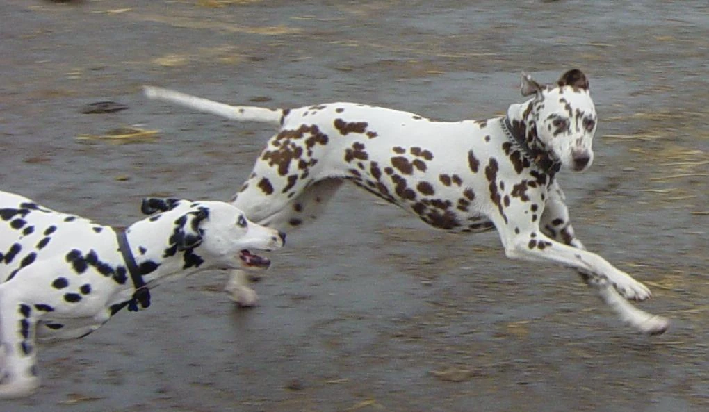 S.P.Y animals | Plippyploppy Wiki | Fandom