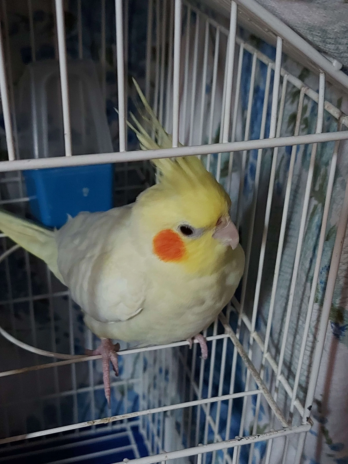 Pikachu | The Plxpedia Wiki | Fandom