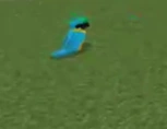 Parrot | PMS SMP Wiki | Fandom