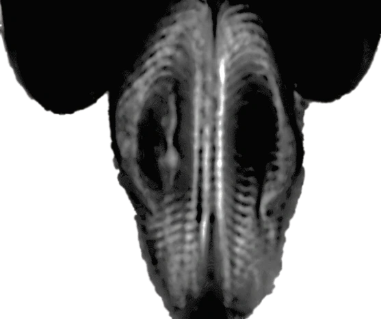 mouse | PNG Phobia Wiki | Fandom