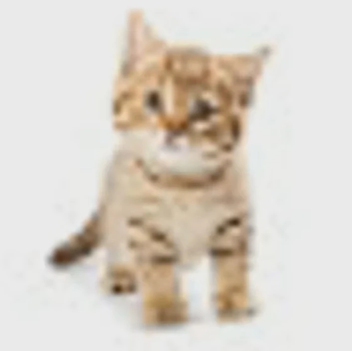 Low quality cat | PNG Phobia Wiki | Fandom