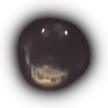 Gator Png Phobia Wiki Fandom