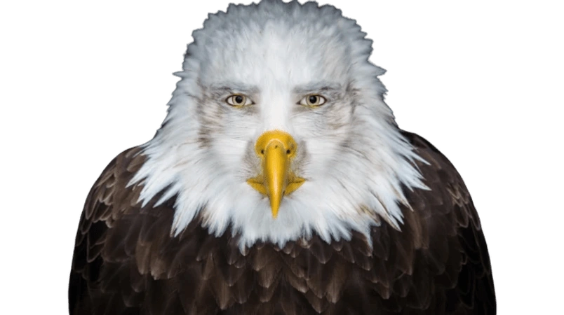 eagle | PNG Phobia Wiki | Fandom
