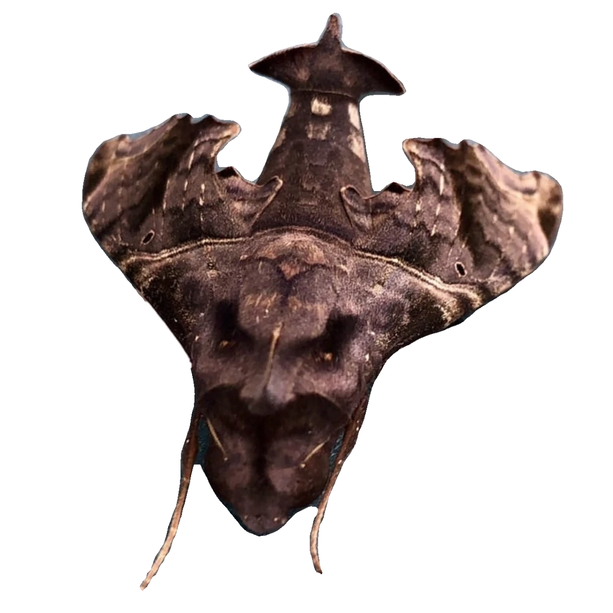 Scary Bug | PNGPocalypse Wiki | Fandom