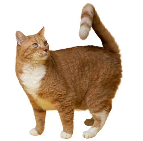 your average house cat | PNGPocalypse Wiki | Fandom