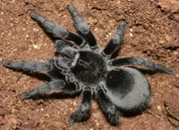 Tarantula | PocketAnts Wiki | Fandom