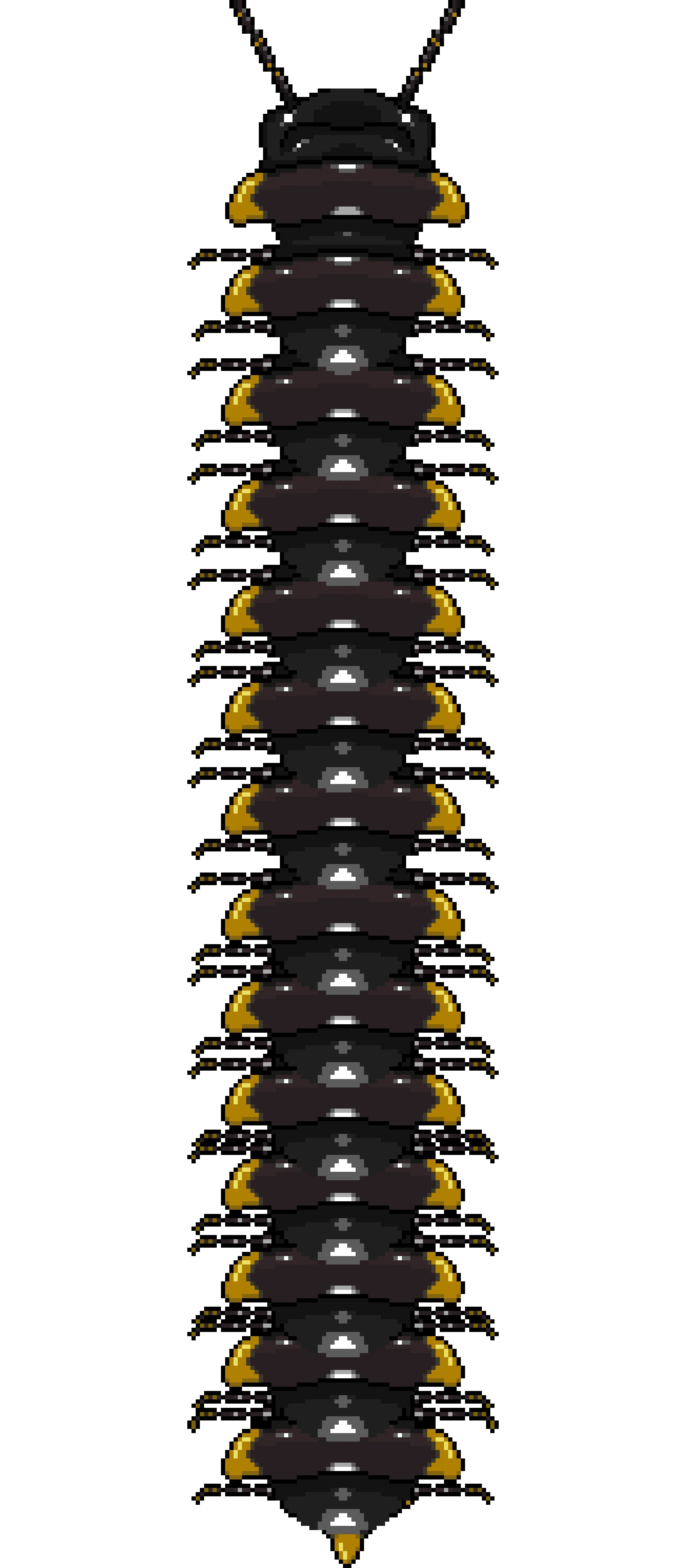 Cyanide Millipede | PocketAnts Wiki | Fandom