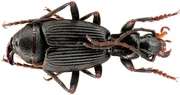 Lugubrious Bombardier Beetle | PocketAnts Wiki | Fandom