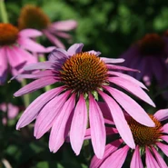 Garden Flower | PocketAnts Wiki | Fandom