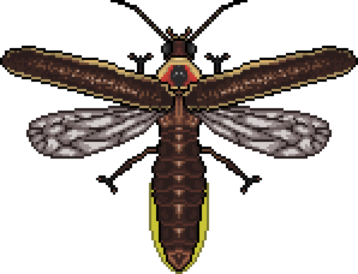 Common Eastern Firefly | PocketAnts Wiki | Fandom