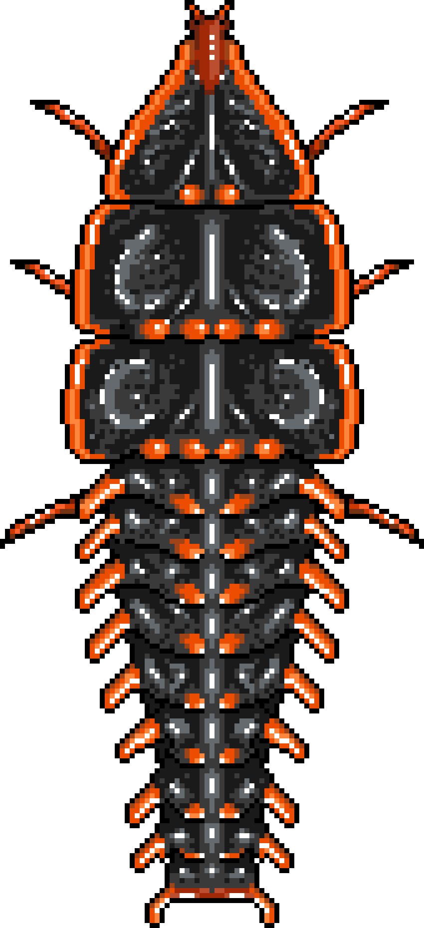 Trilobite Beetle | PocketAnts Wiki | Fandom