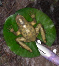 Frog | Pocket Pond Wiki | Fandom
