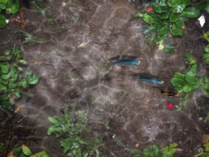 Pond | Pocket Pond Wiki | Fandom