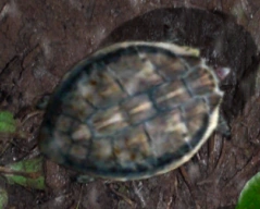 Turtle | Pocket Pond Wiki | Fandom