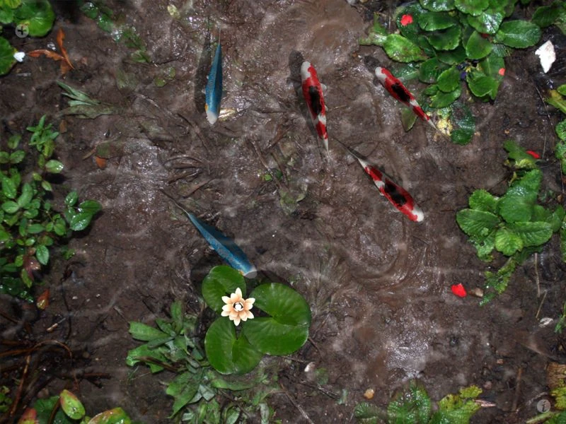 Koi | Pocket Pond Wiki | Fandom