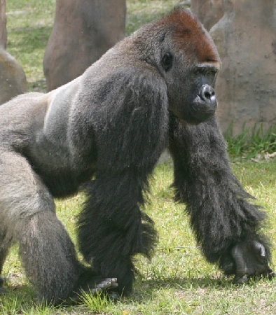 Gorilla | Pocket Zoo App Wiki | Fandom