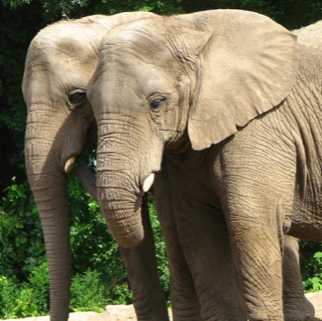 African Elephant | Pocket Zoo App Wiki | Fandom
