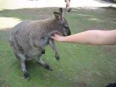 Friendly Wallaby | Pocket Zoo App Wiki | Fandom
