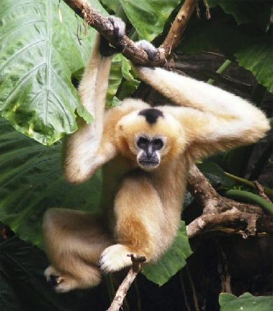 Gibbon | Pocket Zoo App Wiki | Fandom